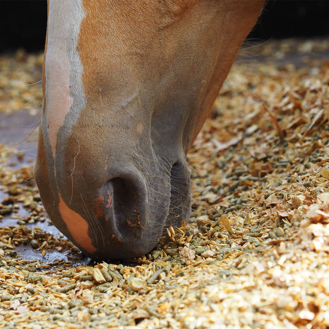 Equine & Animal – MSB-Int